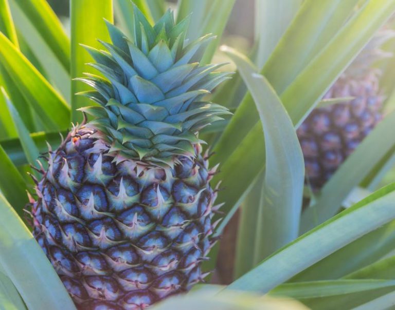 Are Pineapples Acidic? Full Guide to Pineapple Acidity