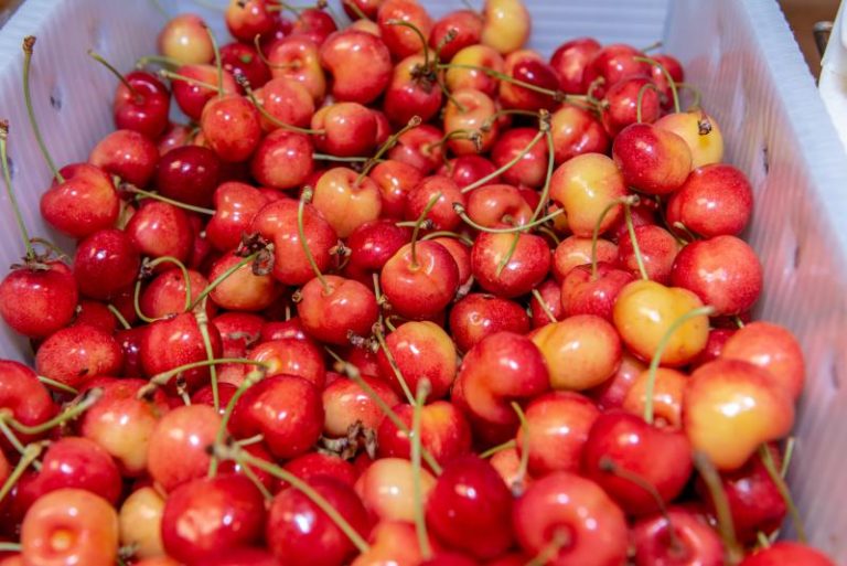 Are Cherries Acidic? Full Guide to Cherry Acidity